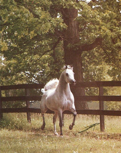 Photo: ANSATA OMAR HALIM #196861 (*Ansata Ibn Halima++ x Ansata Rosetta ...