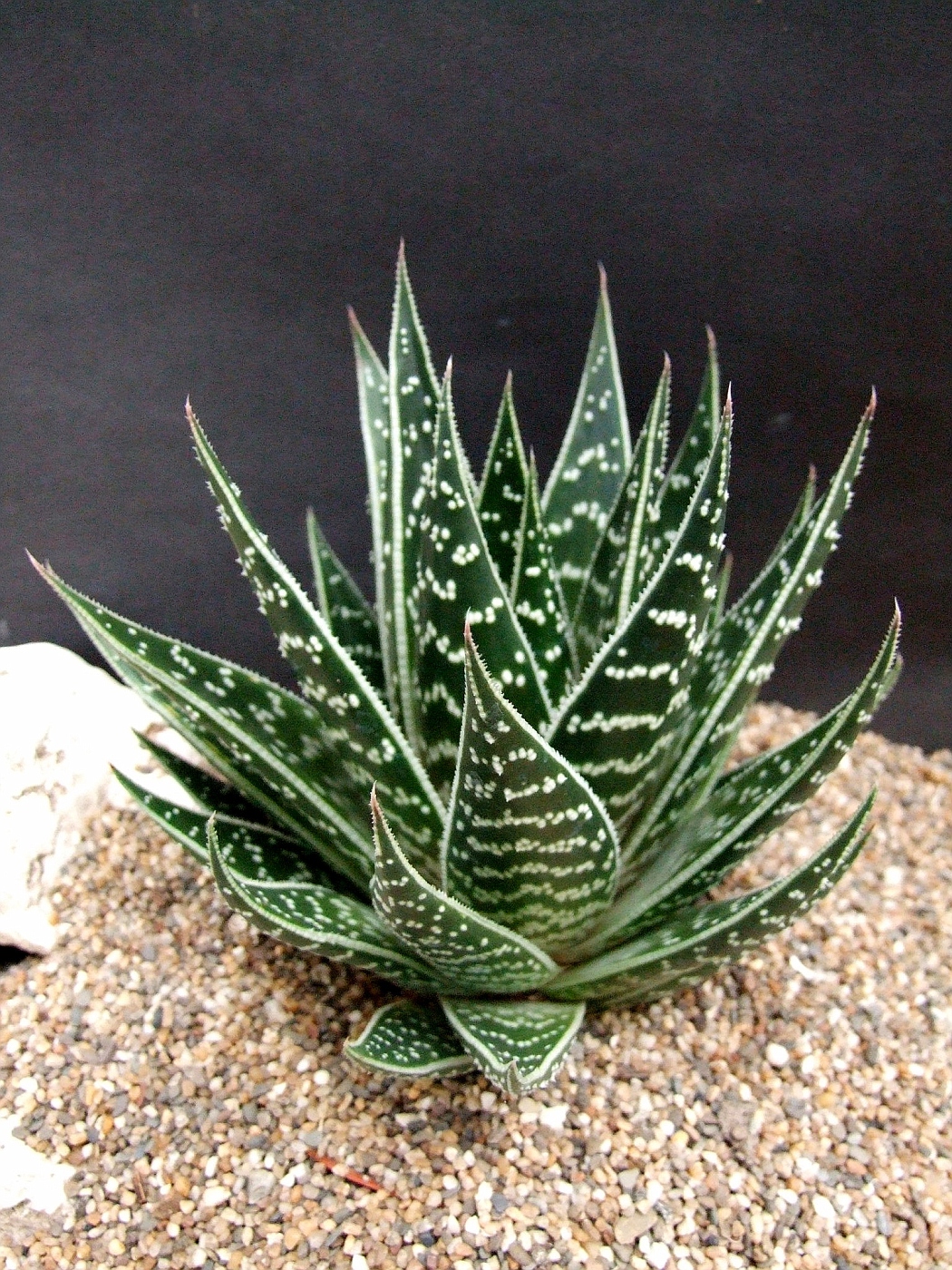 Photo: Gasteraloe 'Thai-Tiki' | Y Gasteria + x Gastrolea Hybrids album ...