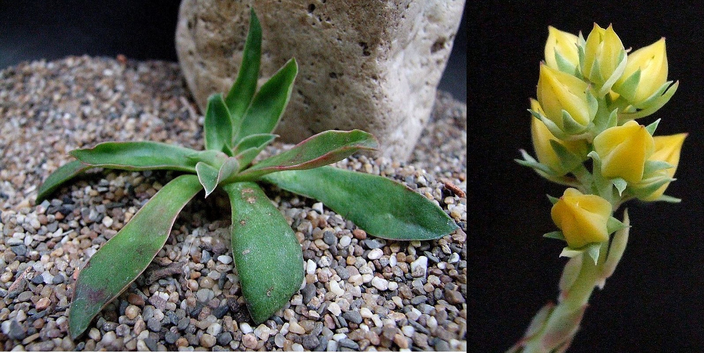 Photo: Echeveria racemosa v citriflora Sta Laterina Yo 2508 1980 ...