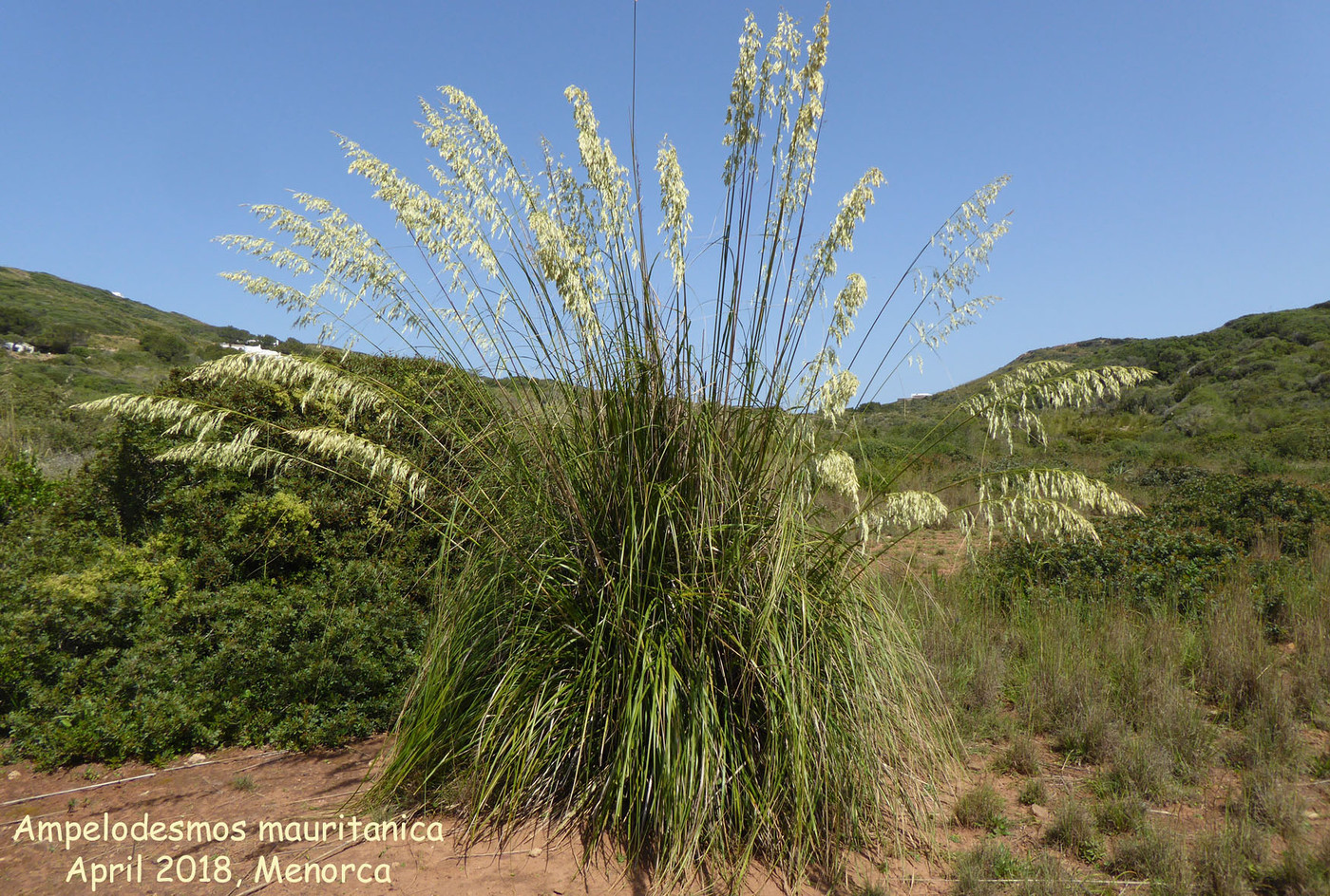 Photo: Ampelodesmos mauritanicus | Z. Poaceae (others) album | Nora ...