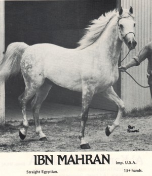 Photo: IBN MAHRAN #133445 (*Mahran x *Masria, by *Sultann) 1976 grey ...