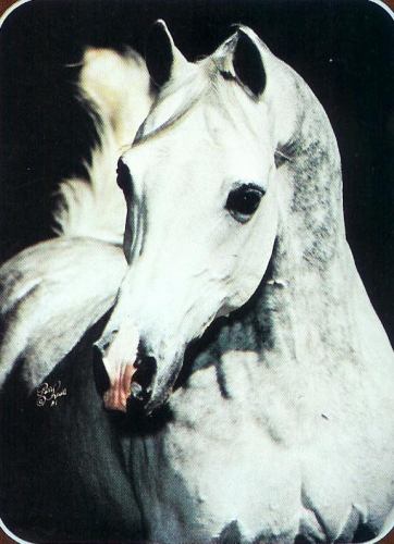 Photo: BF RAGEYMAZON #109816 (Ferzon x Gai-Ga-Rageyma, by *Naborr) 1974 ...