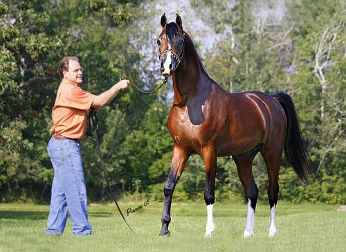 Photo: KHOLTON TS 2005 bay stallion | Album: American Bred E-H ...