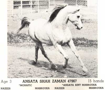 Photo: ANSATA SHAH ZAMAN #47967 (*Morafic x *Ansata Bint Mabrouka, by ...