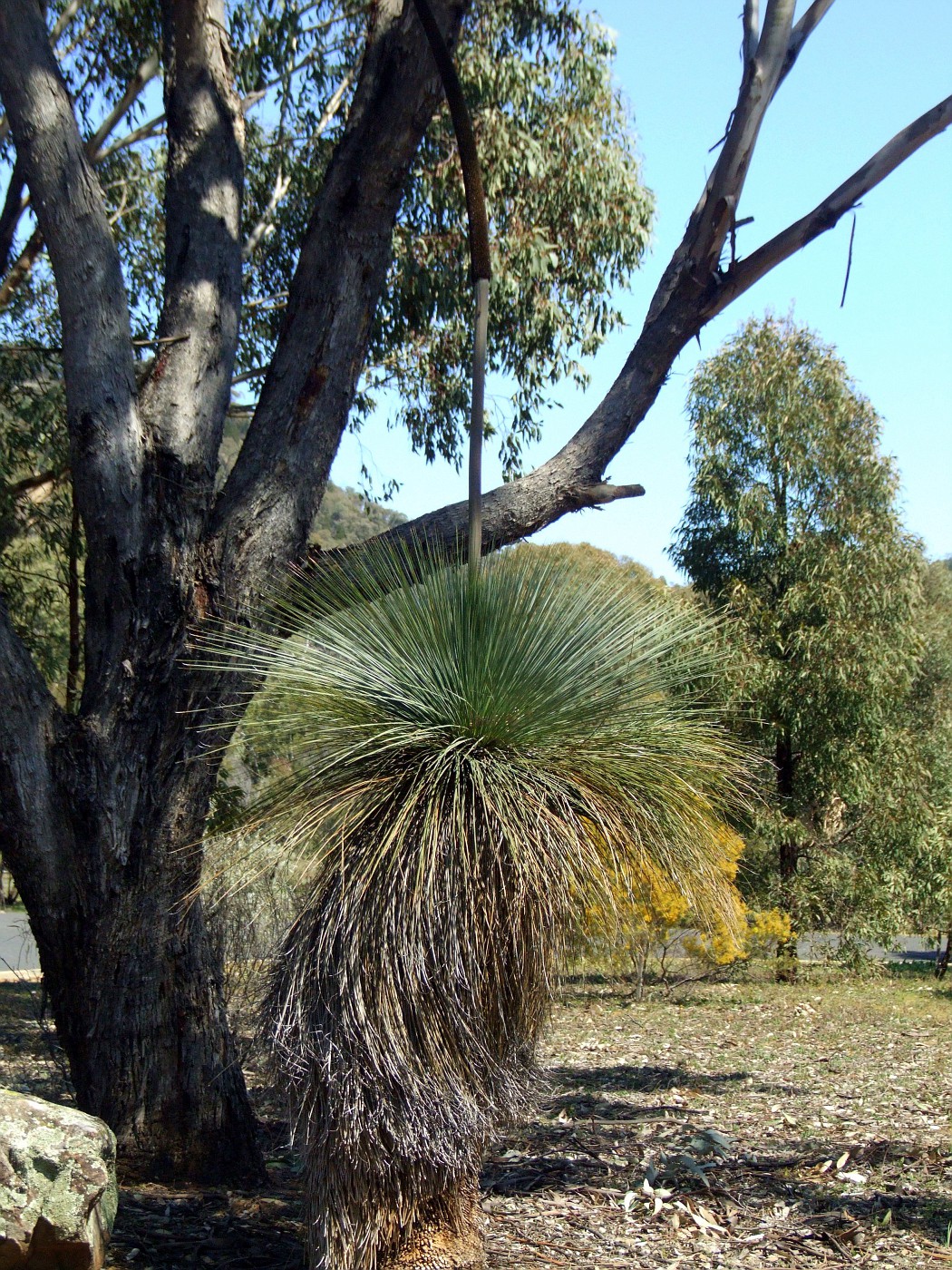 Photo: Australian Grass Tree (Blackboy - xanthorrhoea johnsonii ...