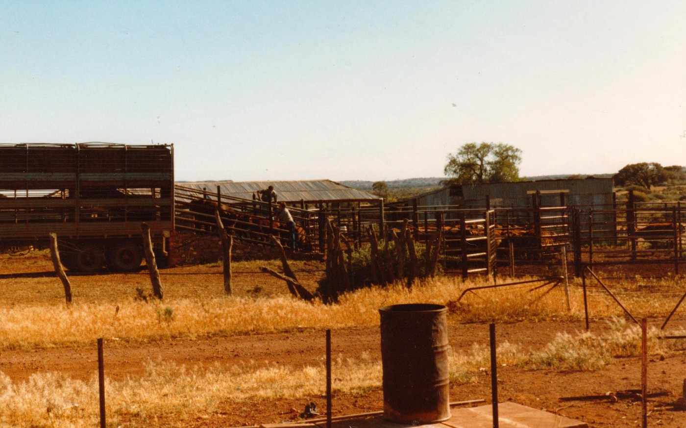 Photo: Loading heifers Nonning Station yards | Nonning Station album ...