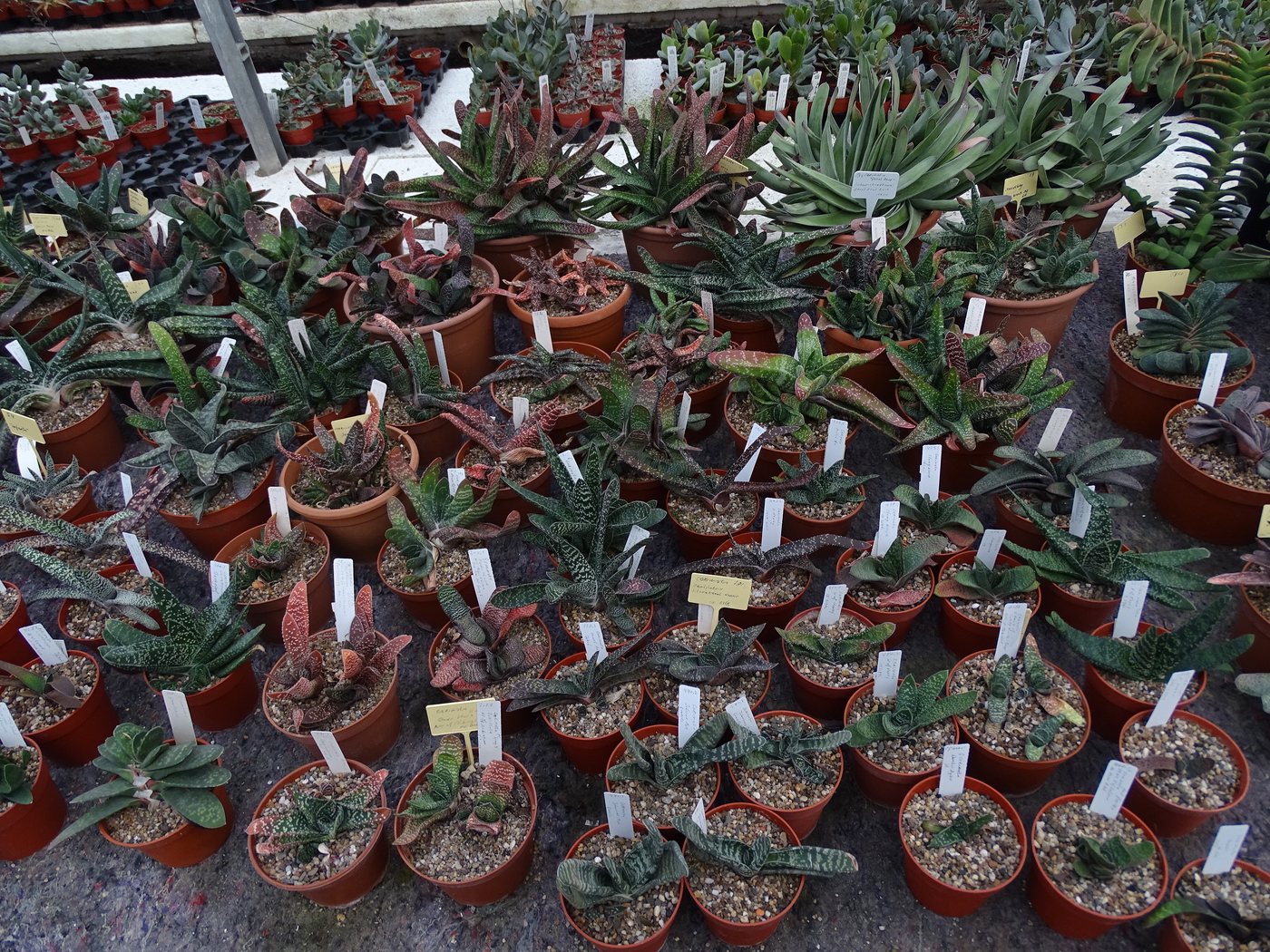 Photo: 25 carinata | W Gasteria collection14-12-2015. album | Cok ...