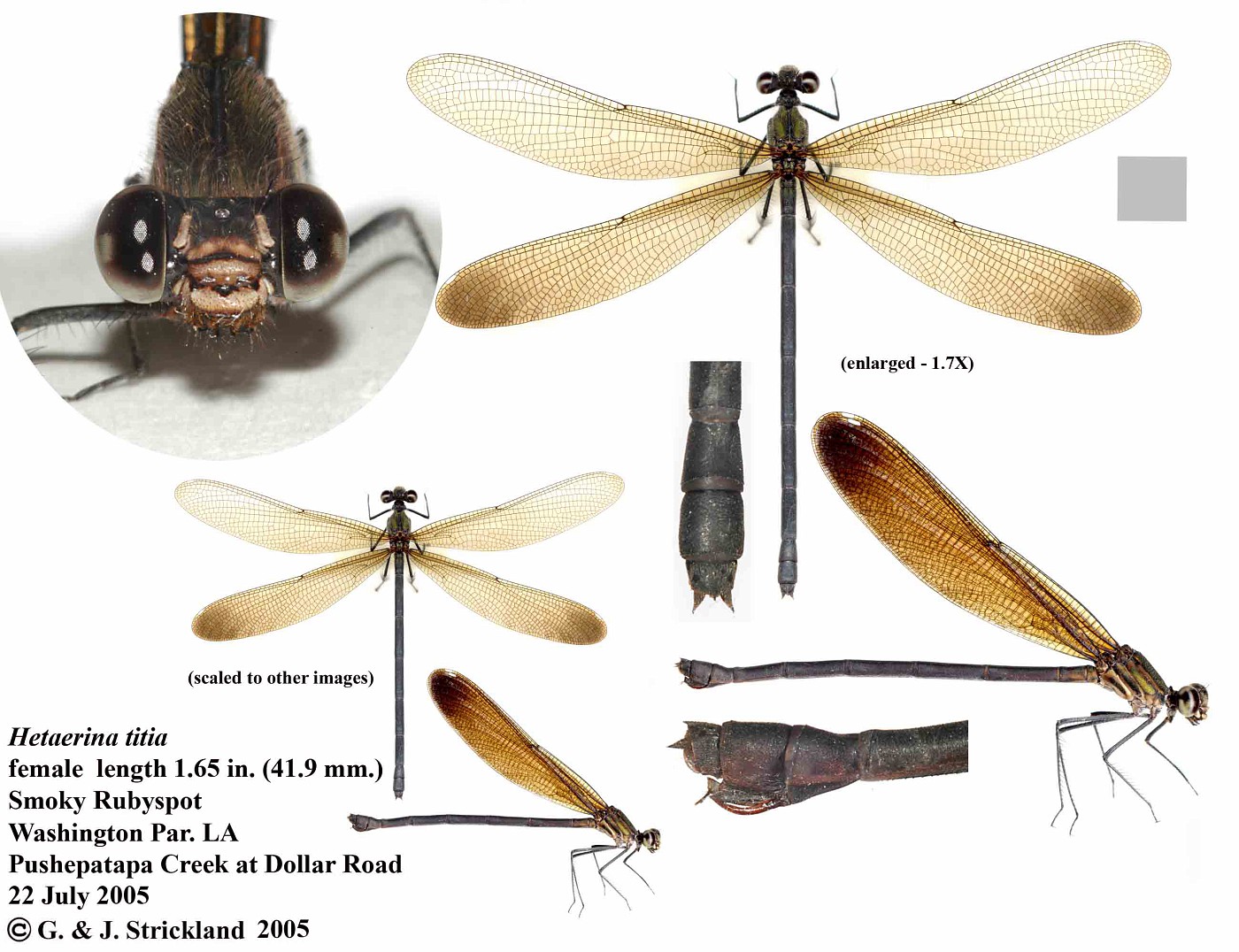 Photo: Hetaerina titia female #1 (Smoky Rubyspot) | 2. Damselfly scans ...