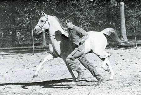 Photo: *WIRAZ+ #35792 (Comet x Wielka Zorza, by Wielki Szlem) 1959-1981 ...