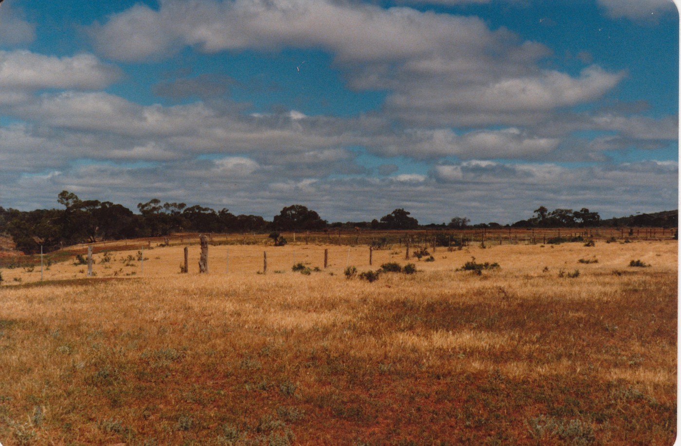 Photo: Scrubby fenceline | Nonning Station album | ooO(PETER)Ooo ...