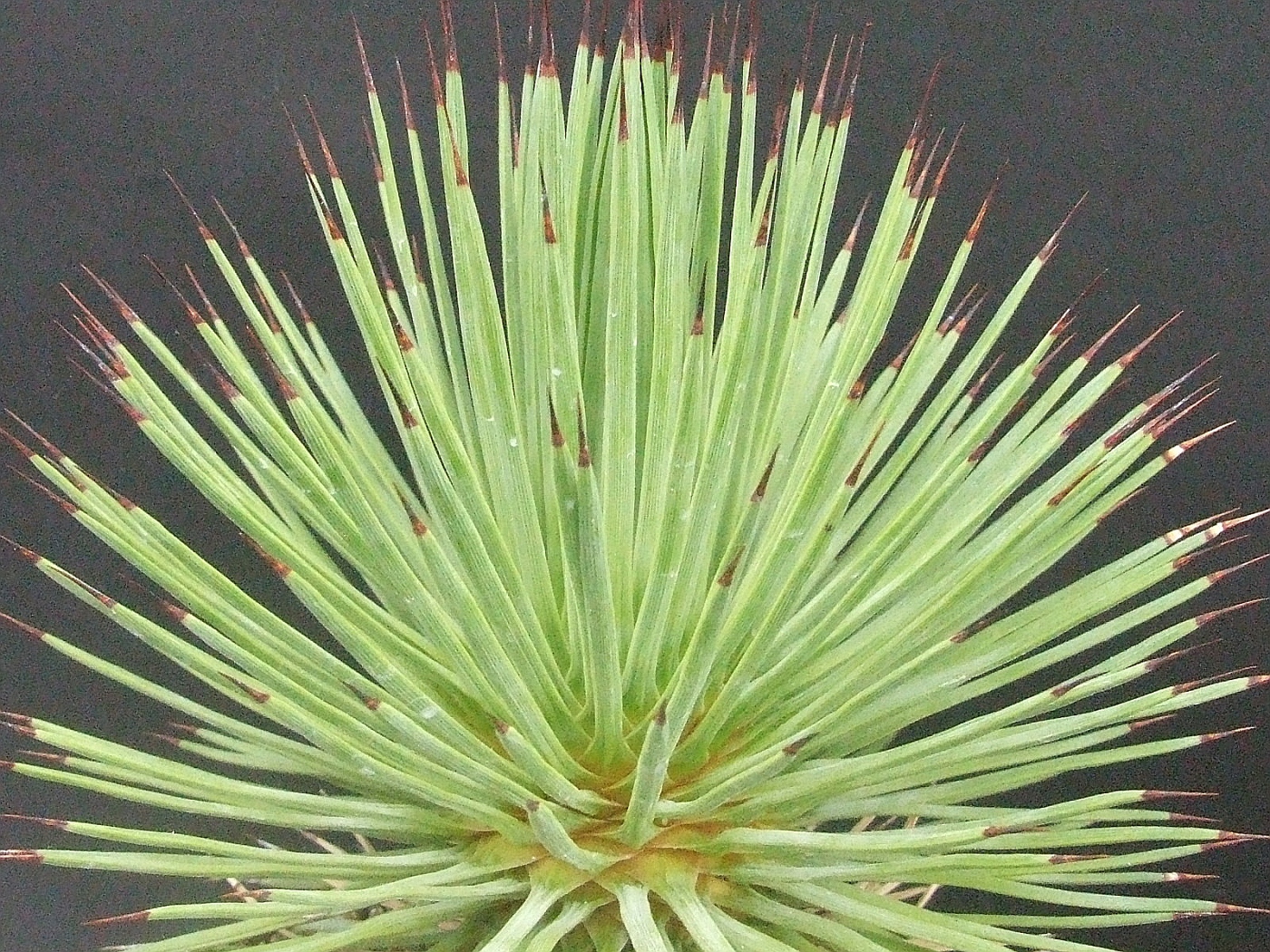 Photo: Agave echinoides | Agave Coll. Yucca Dykia Hechtia Puna+ album ...