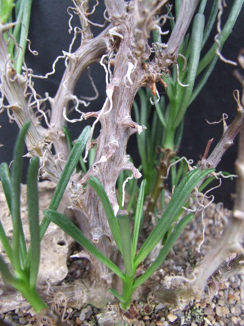 Photo: Tylecodon viridiflorus | Tylecodon. album | Cok Grootscholten ...