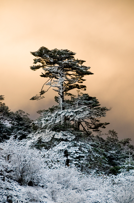 Photo: sikkim-nepal 522 | The Himalayas album | Kataram Studios | Fotki ...