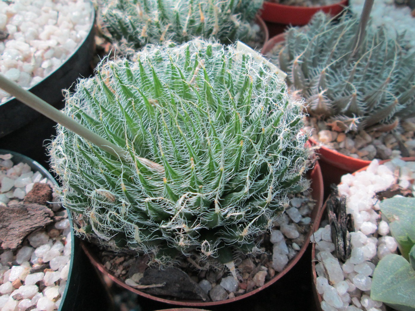 Photo: Haworthia aranea Melleville Dam N of Outshoorn (Raubenheimer Dam ...