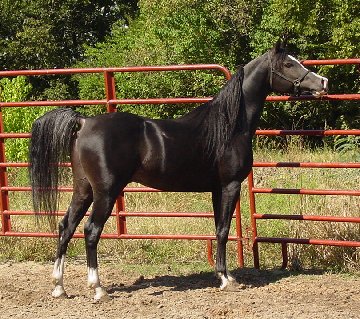 Photo: THE APOSTOLOS #516720 (The Minstril x Princess Asadya, by ...