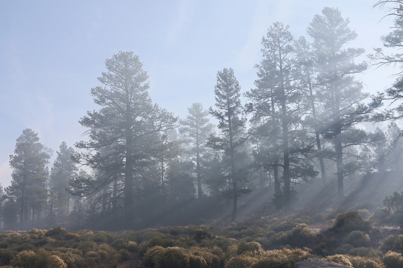 Photo: Filtered Light #3 color | Light Through The Trees album ...