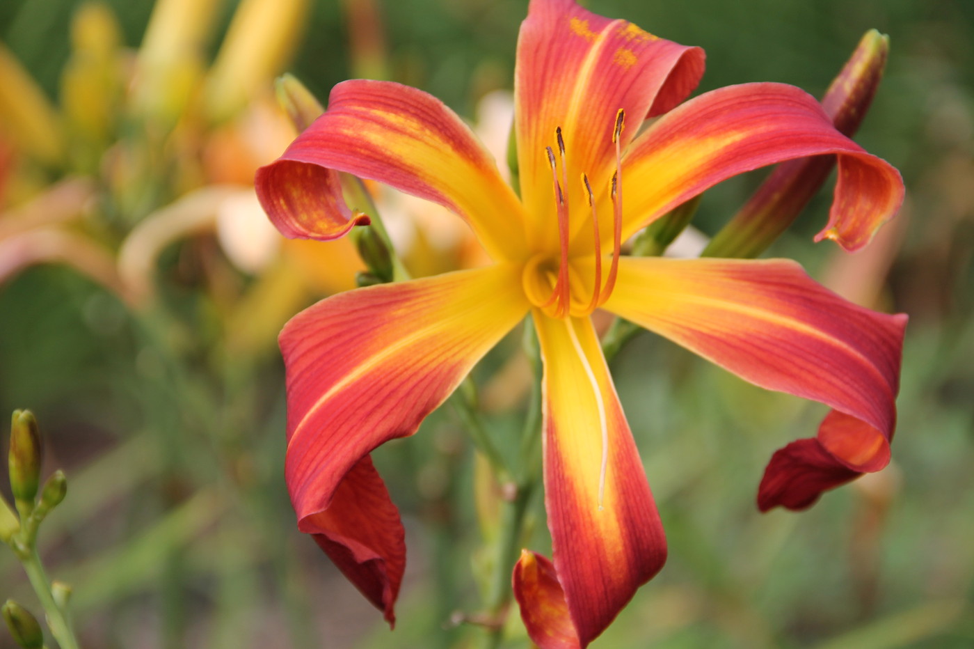Photo: Droopy Drawers | Daylilies Named D thru F album | Flamingo2011 ...
