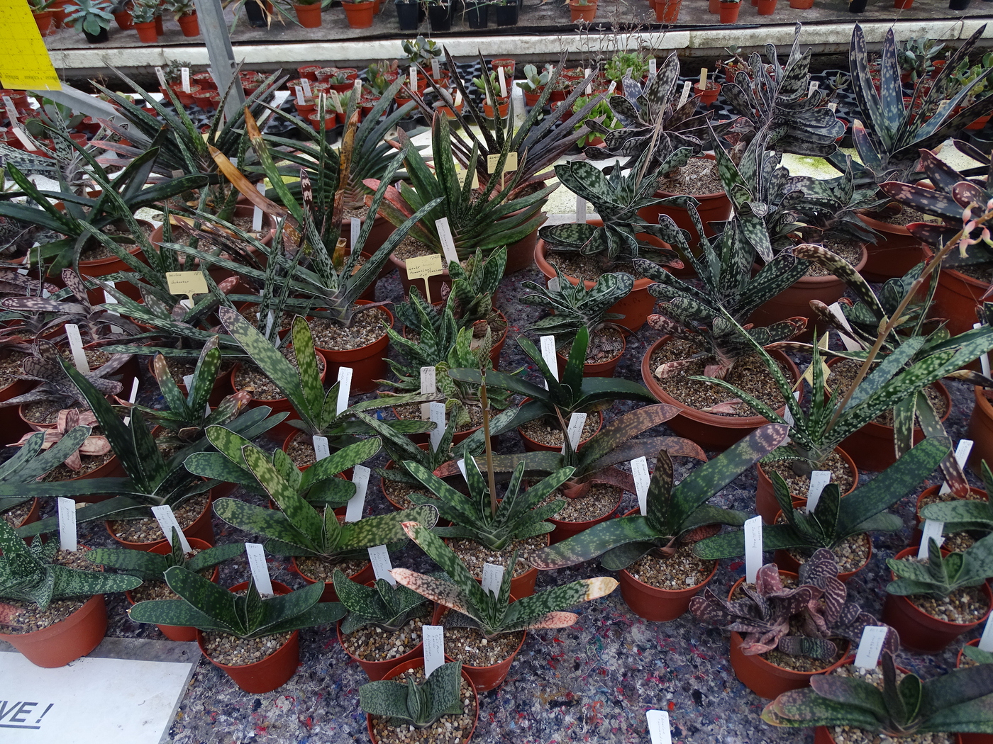 Photo: 18 bicolor | W Gasteria collection14-12-2015. album | Cok ...