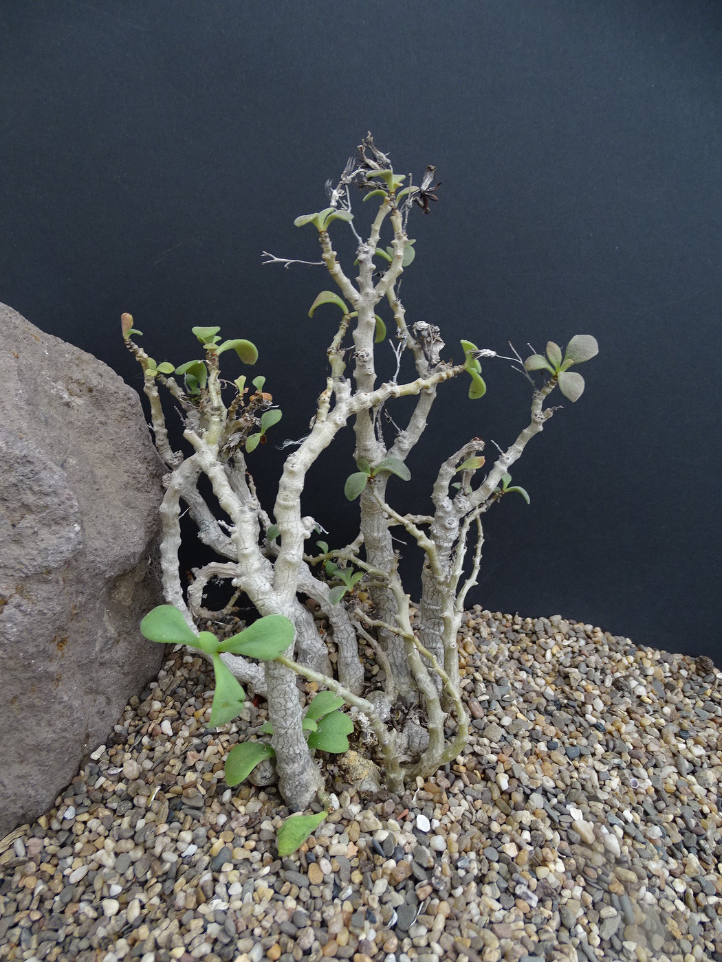 Photo: Tylecodon torulosus | Tylecodon. album | Cok Grootscholten ...