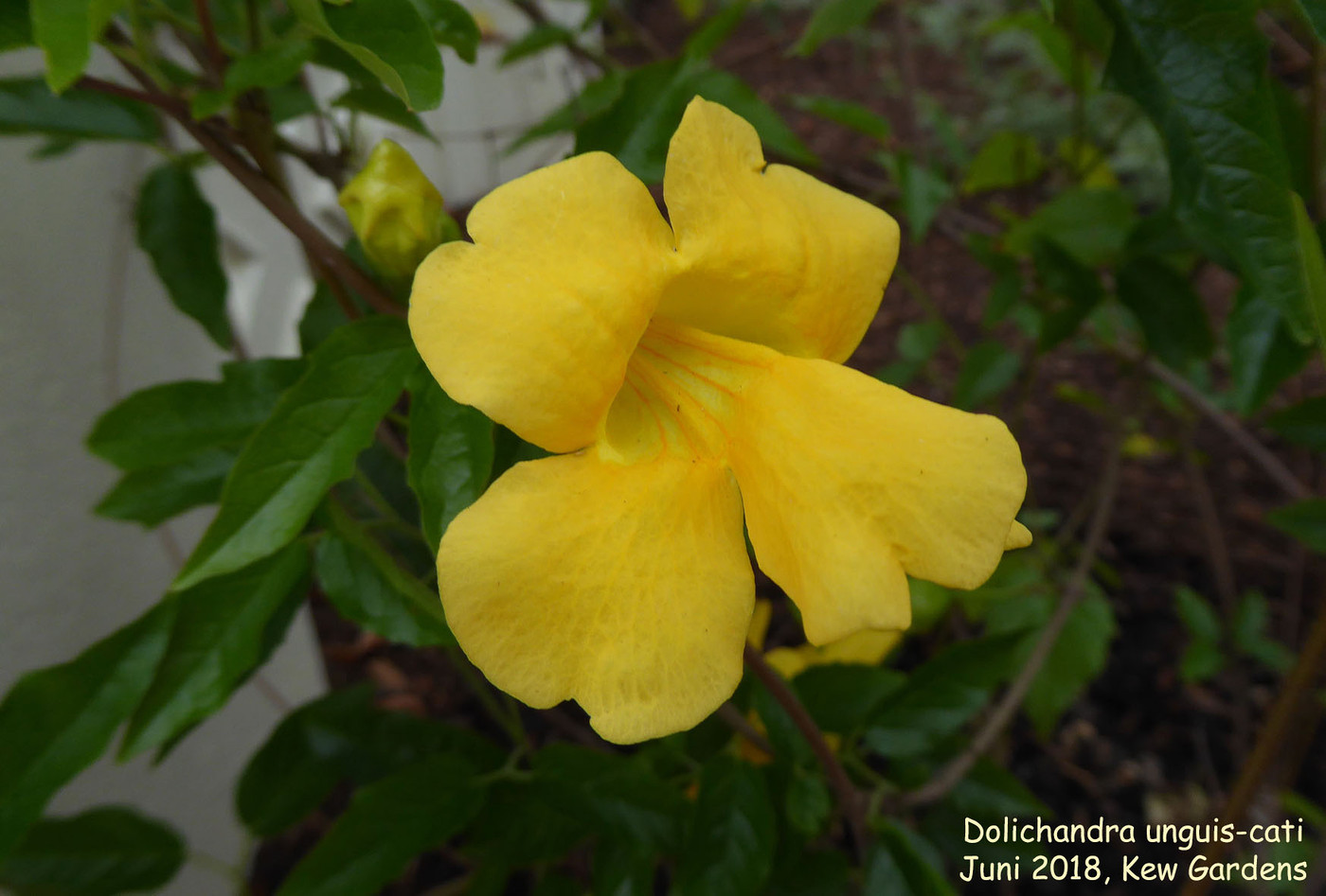Photo: Dolichandra unguis-cati | Z. Bignoniaceae (others) album | Nora ...