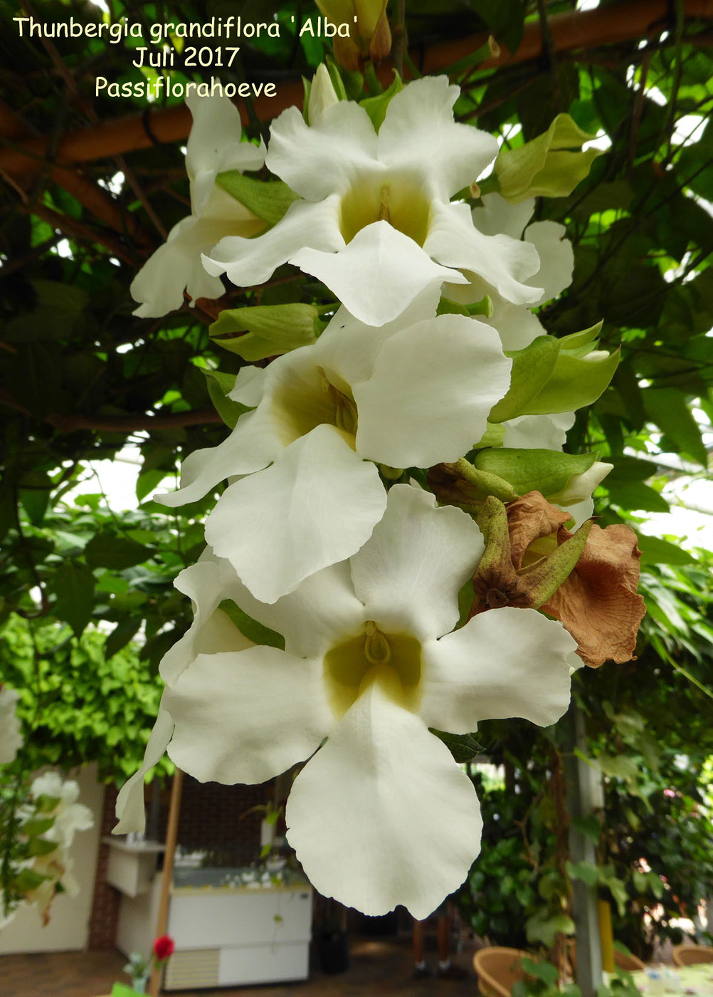 Thunbergia Grandiflora Seeds