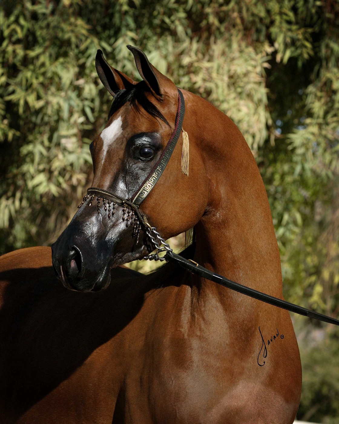 Photo: LL NADIA #597206 (Thee Infidel x Thee Jessenia, by Thee Desperado) 2002 bay mare bred by ...