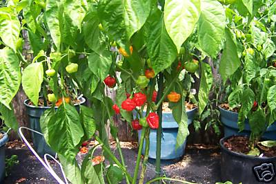 Photo: AJI DULCE - South American Sweet Chile Pepper 3 | Chili Pepper ...