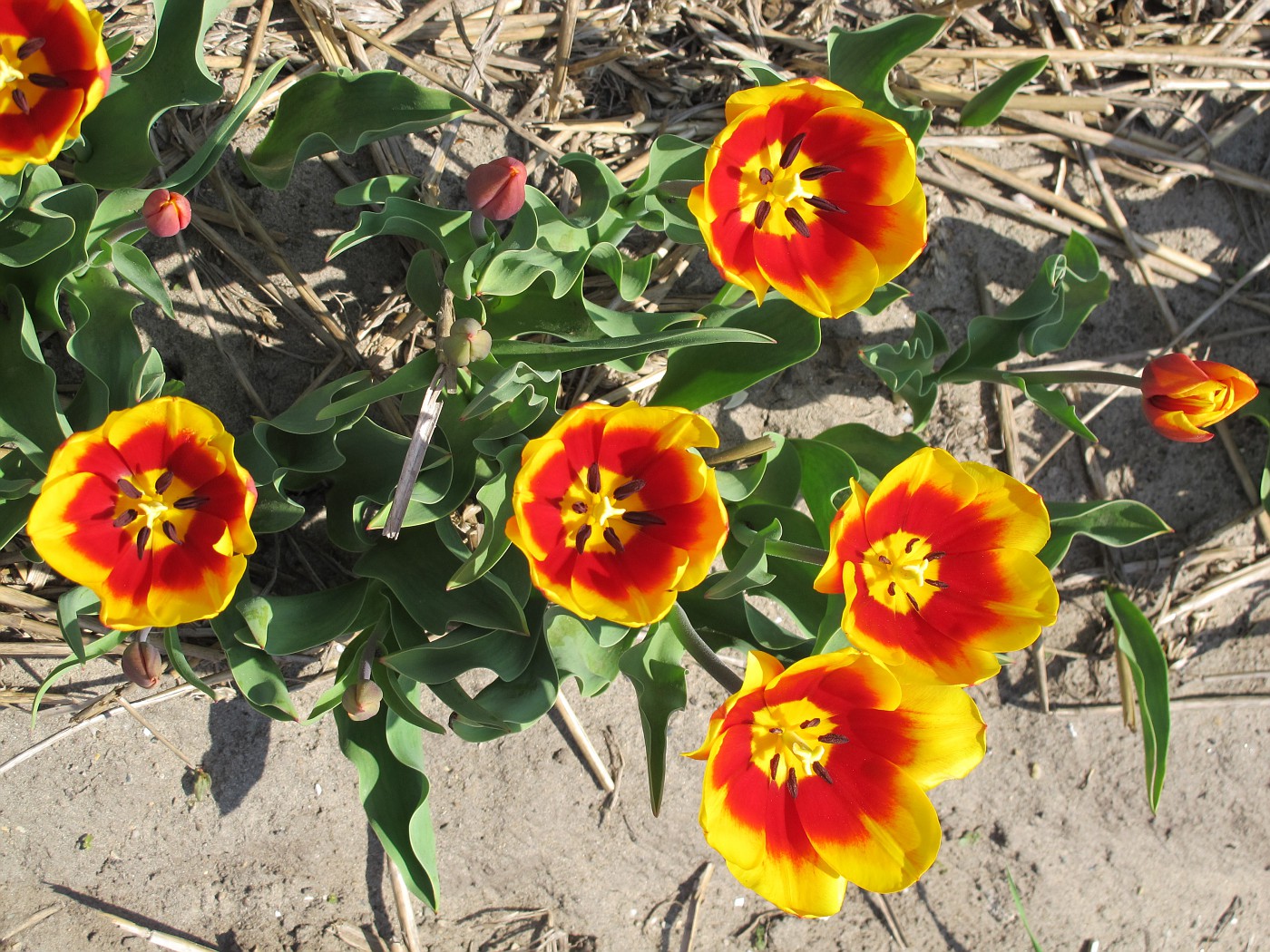 Photo: bollen 013 | wandeling bollenvelden album | gert | Fotki.com ...