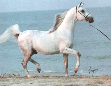 Photo: CASHVAN BASKIN #119595 (*Bask x Varina, by Geym) 1975-1990 grey ...
