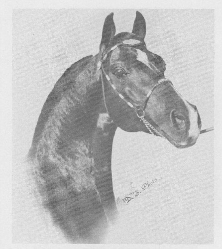 Photo: NAFASON #18654 (*Witez II x Nafa, by *Raseyn) 1961-1996 bay ...