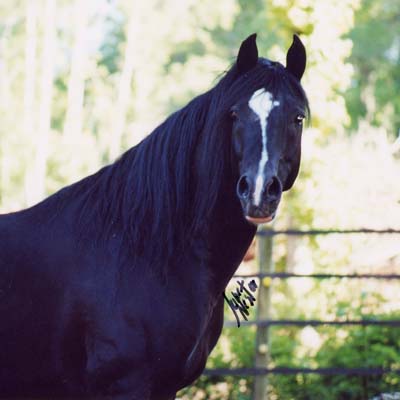 Photo: ILIAMO AZERBAIJAN #476682 (Windrush Diablo x Rose of Raffon, by ...