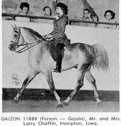 Photo: GAIZON #11889 (Ferzon x Gajala, by *Raffles) 1957 grey stallion ...