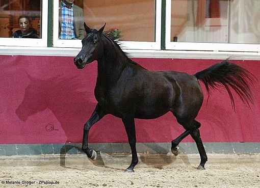 Photo: SURAH (TB Yasir x Samsara Bint Hafila) 2011 black mare | Arabian ...