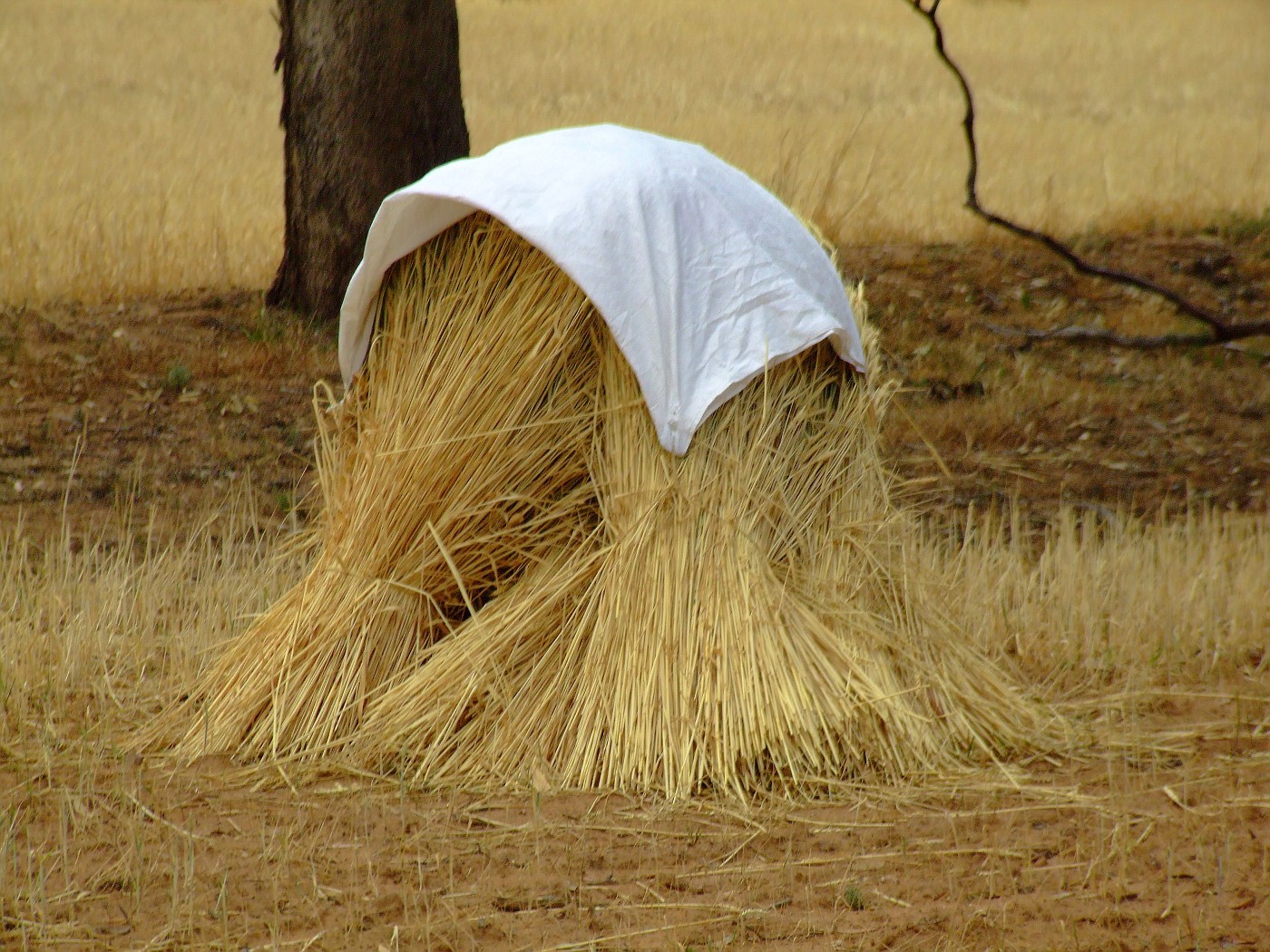 Photo: A Stook of Hay Sheaves 001 | Hay Stooks album | ooO(PETER)Ooo ...