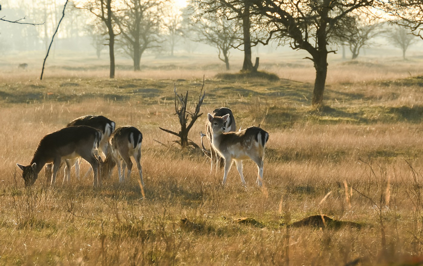 Photo: Damherten-2-37894da0 | 2203 Waterleidingduinen album ...