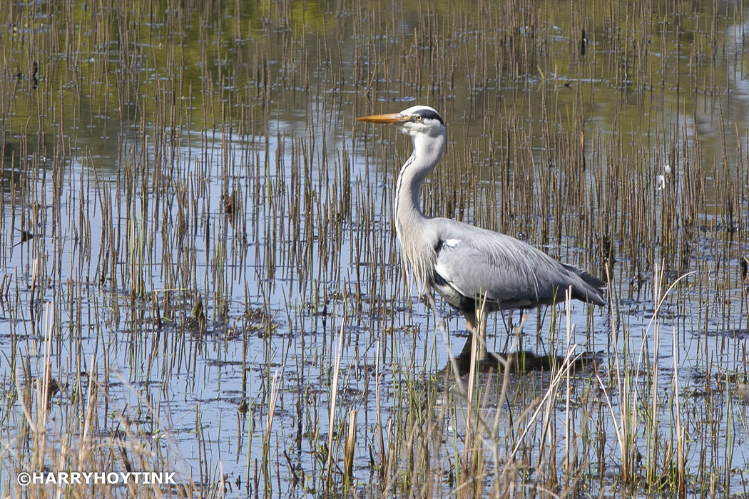 Photo: Blauwe Reiger-9770 | De mooiste Blauwe Reiger in het Witte Veen album | Harryhoytink ...