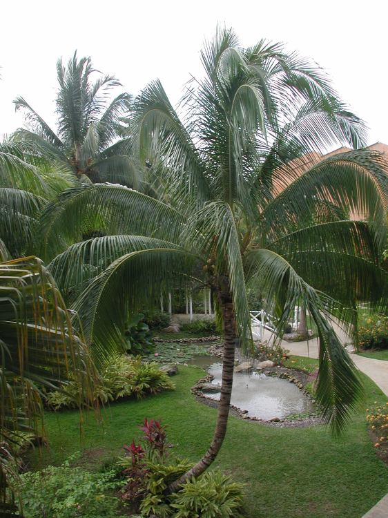 Photo: Cocotier | Haitian Flora & Fauna album | Pikliz.com | Fotki.com ...