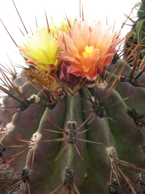 Photo: Ferocactus robustus | Cactus Echinocactus + Ferocactus. album ...