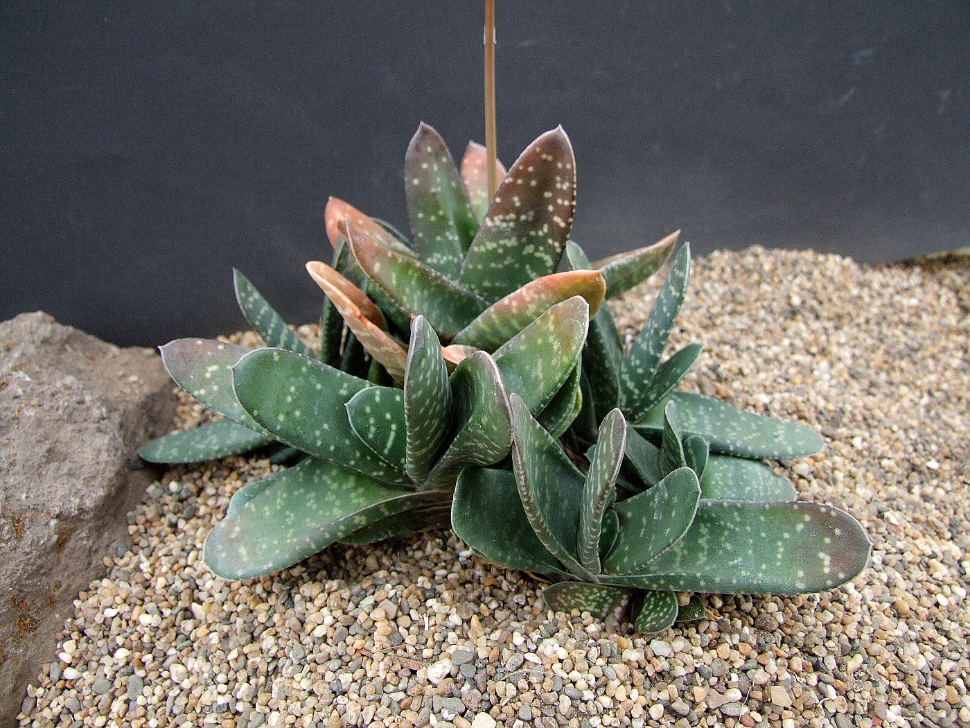 Photo: Gasteria carinata Gre. | All the Gasteria plants album | Cok ...