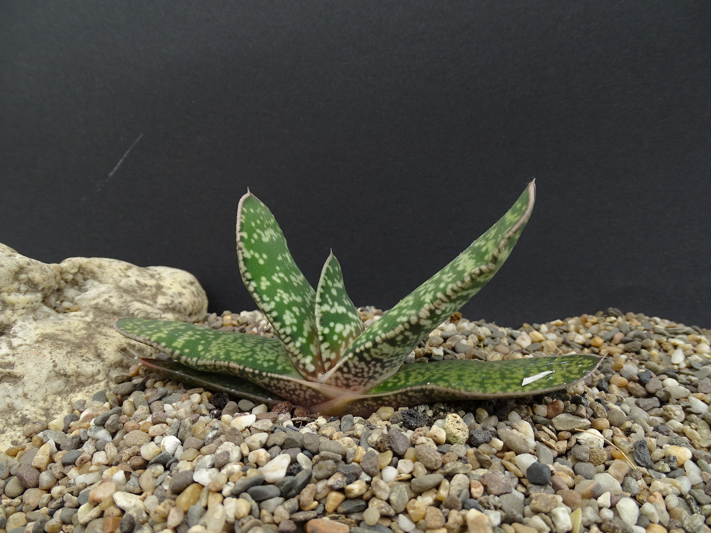 Photo: Gasteria disticha Kl. | All the Gasteria plants album | Cok ...