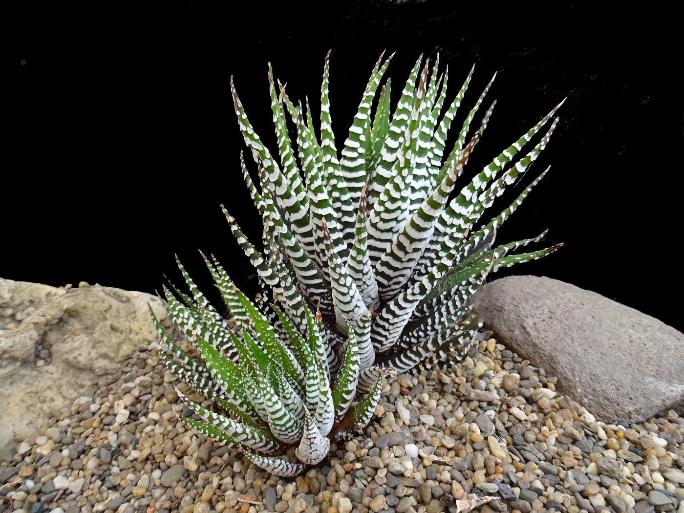 Photo: Haworthiopsis attenuata striata ='Super Zebra' now ...