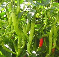 Photo: Jwala Pepper (India) | Chili Pepper Plants album ...