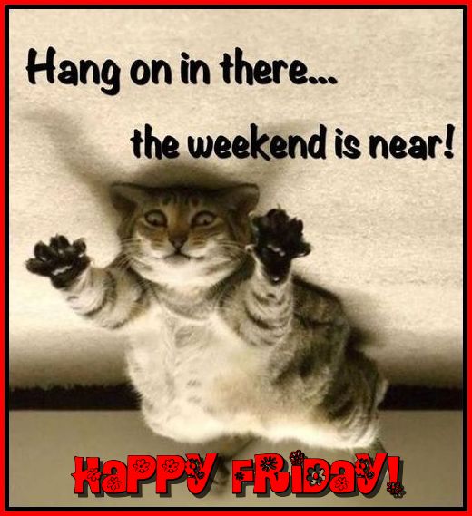 Happy Friday Funny Cat