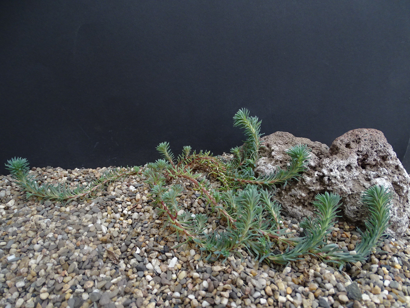 Photo: Sedum booleanum | Crassula & Sedum + Sedeveria. album | Cok ...