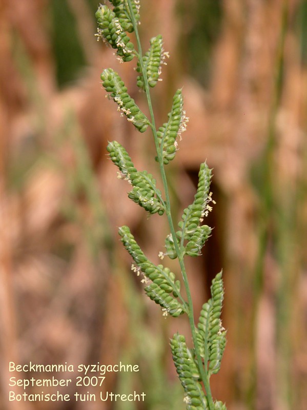 Photo: Beckmannia syzigachne | Z. Poaceae (others) album | Nora Goosen ...