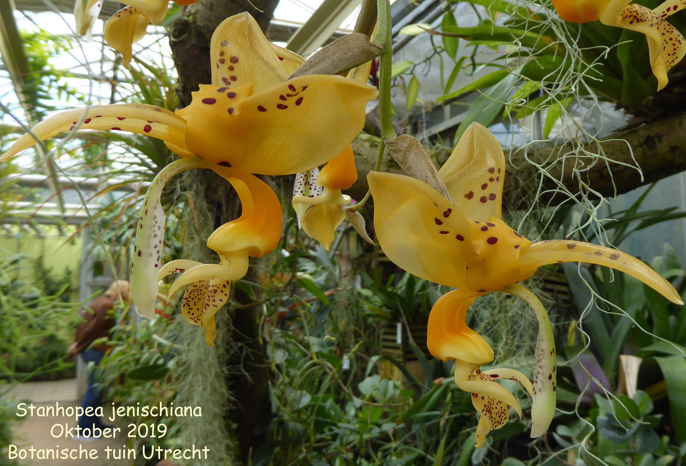 Photo: Stanhopea jenischiana | Stanhopea album | Nora Goosen