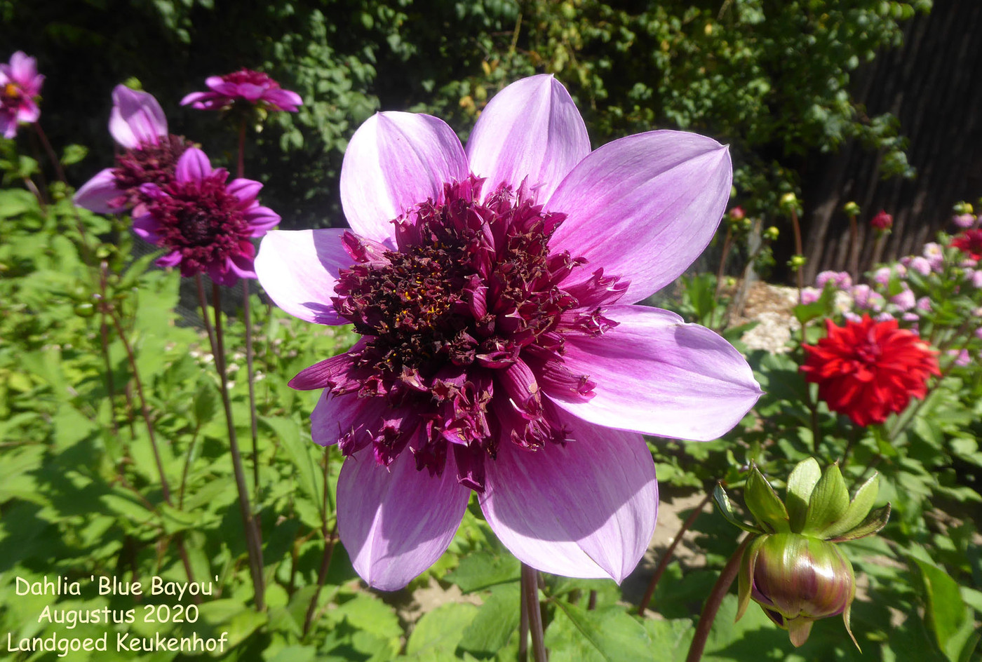 Photo: Dahlia 'Blue Bayou' | Dahlia (hybrid cultivars) album | Nora Goosen
