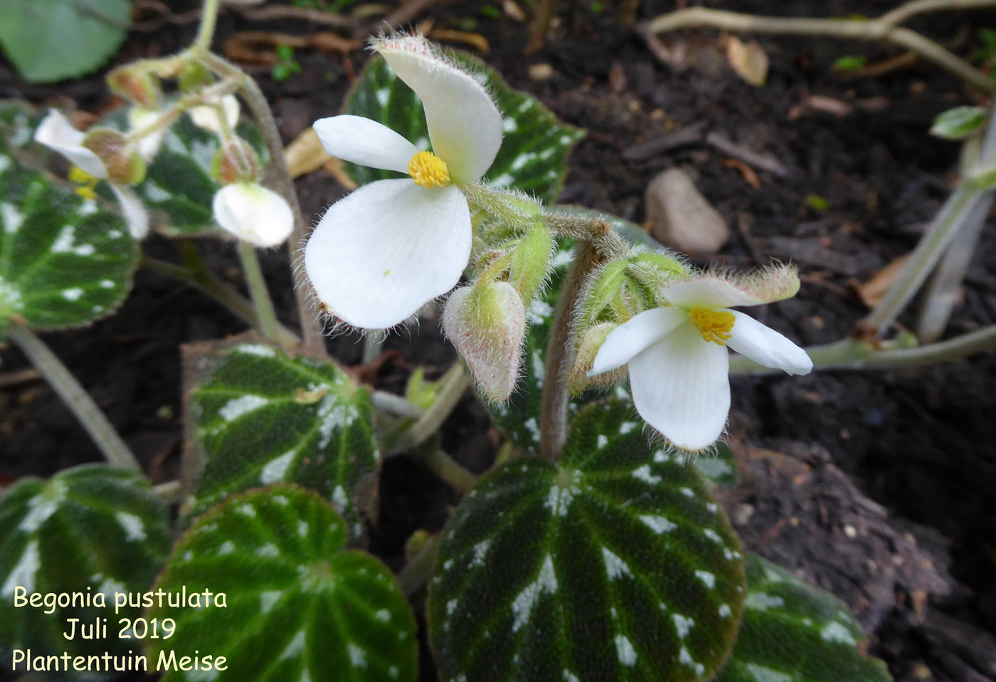 Photo: Begonia pustulata | Begonia album | Nora Goosen
