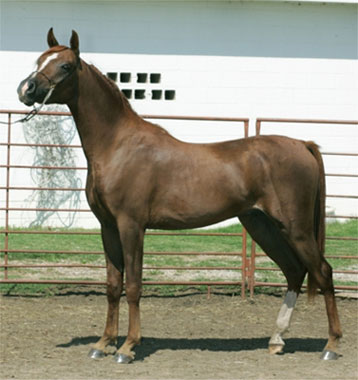 Arabian Album: Sabino Horses | Hypoint | Fotki.com, photo and video ...