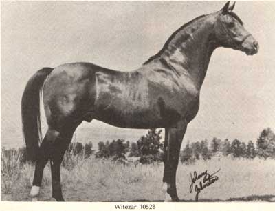 Photo: WITEZAR #10528 (*Witez II x Gezana, by Gezan) 1955 bay stallion ...